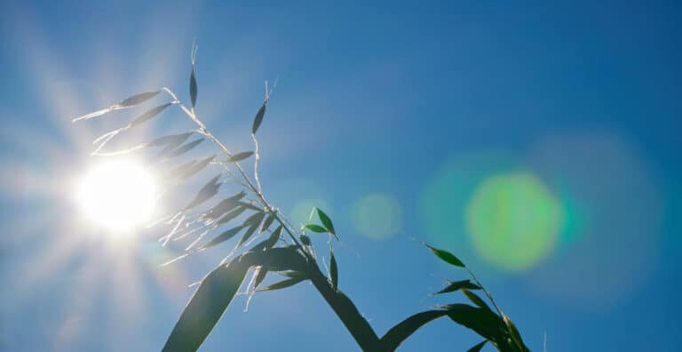 How Do You Get Lens Flare in Photography? – Photography Skool