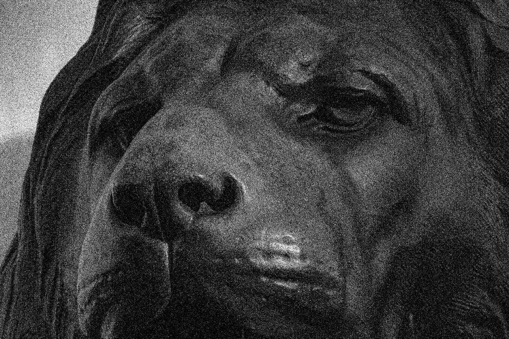 How to Take Grainy Photos – Photography Skool