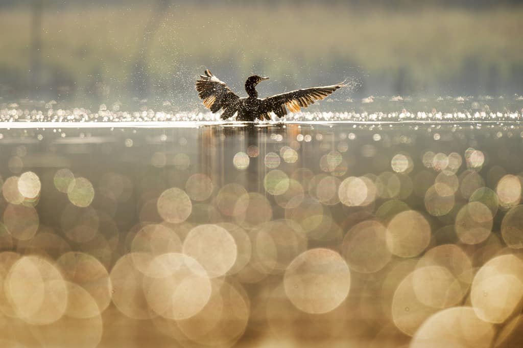 How to Successfully Freeze Action in Photography, With or Without Flash ...