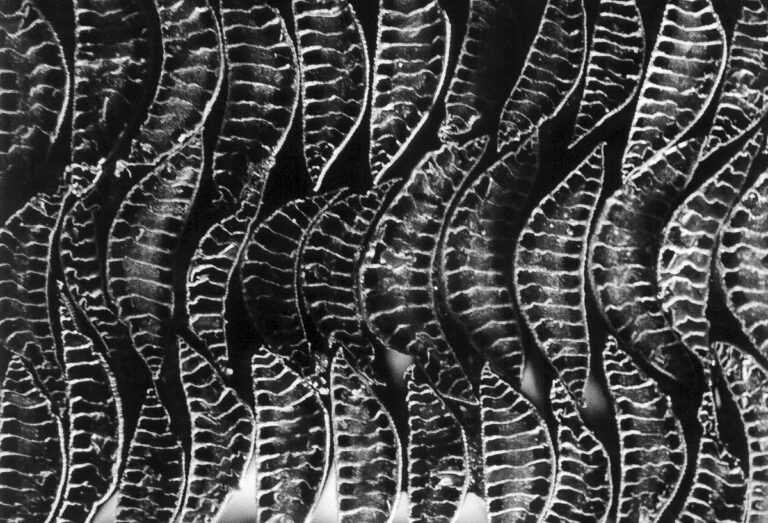 What is Rhythm in Photography? (With Examples) – Photography Skool
